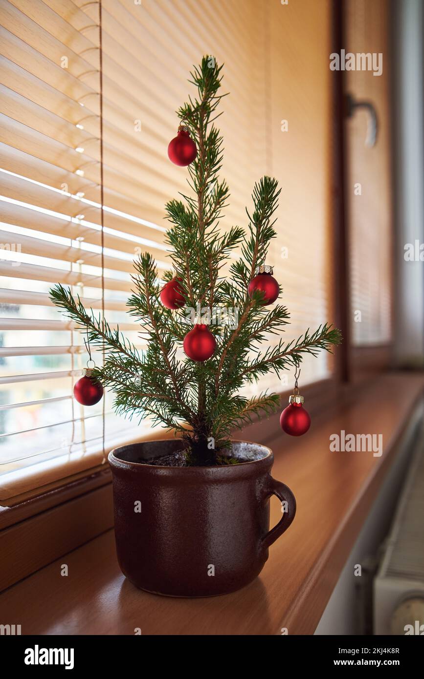 Small red tree in pot hi-res stock photography and images - Alamy