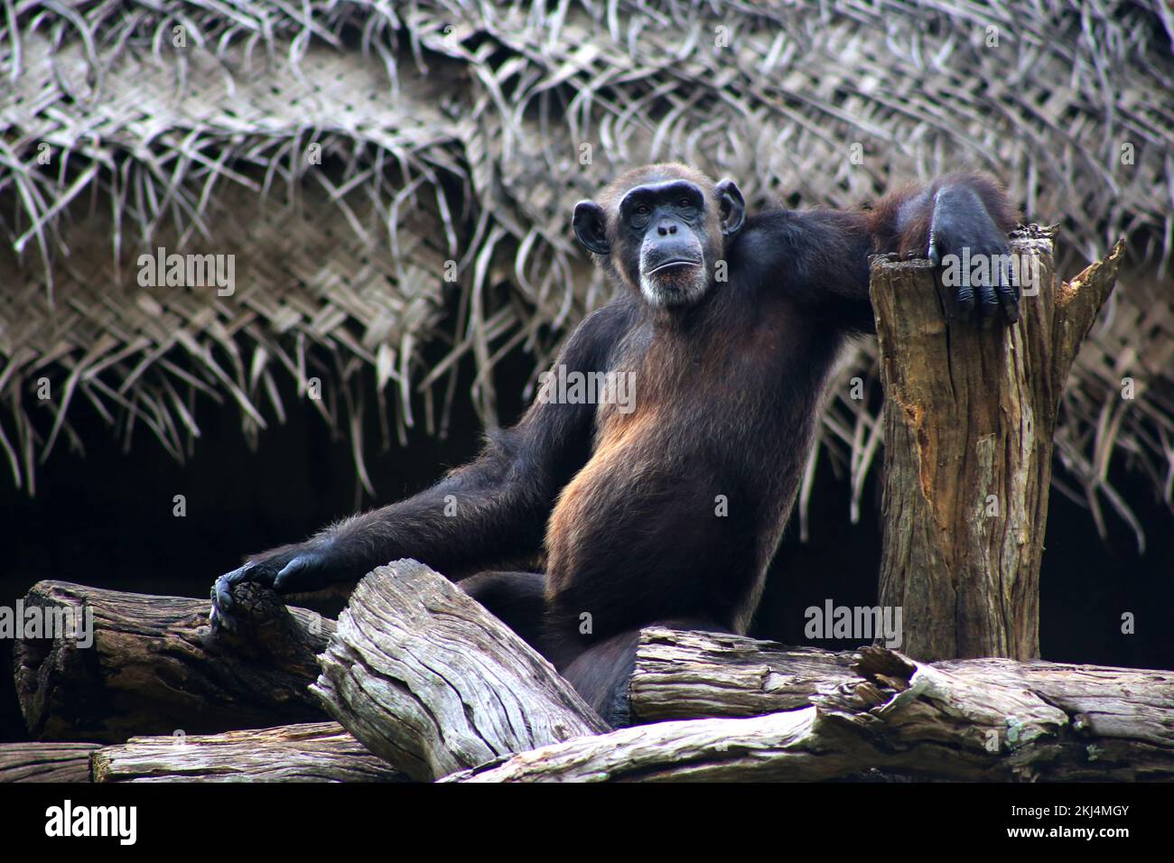 Chimpanzee relaxing zoo hi-res stock photography and images - Alamy