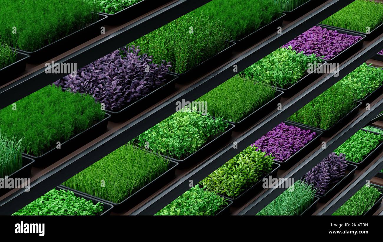 Indoor vertical farm. Spice and seasoning. Parsley, dill, basil, onion ...