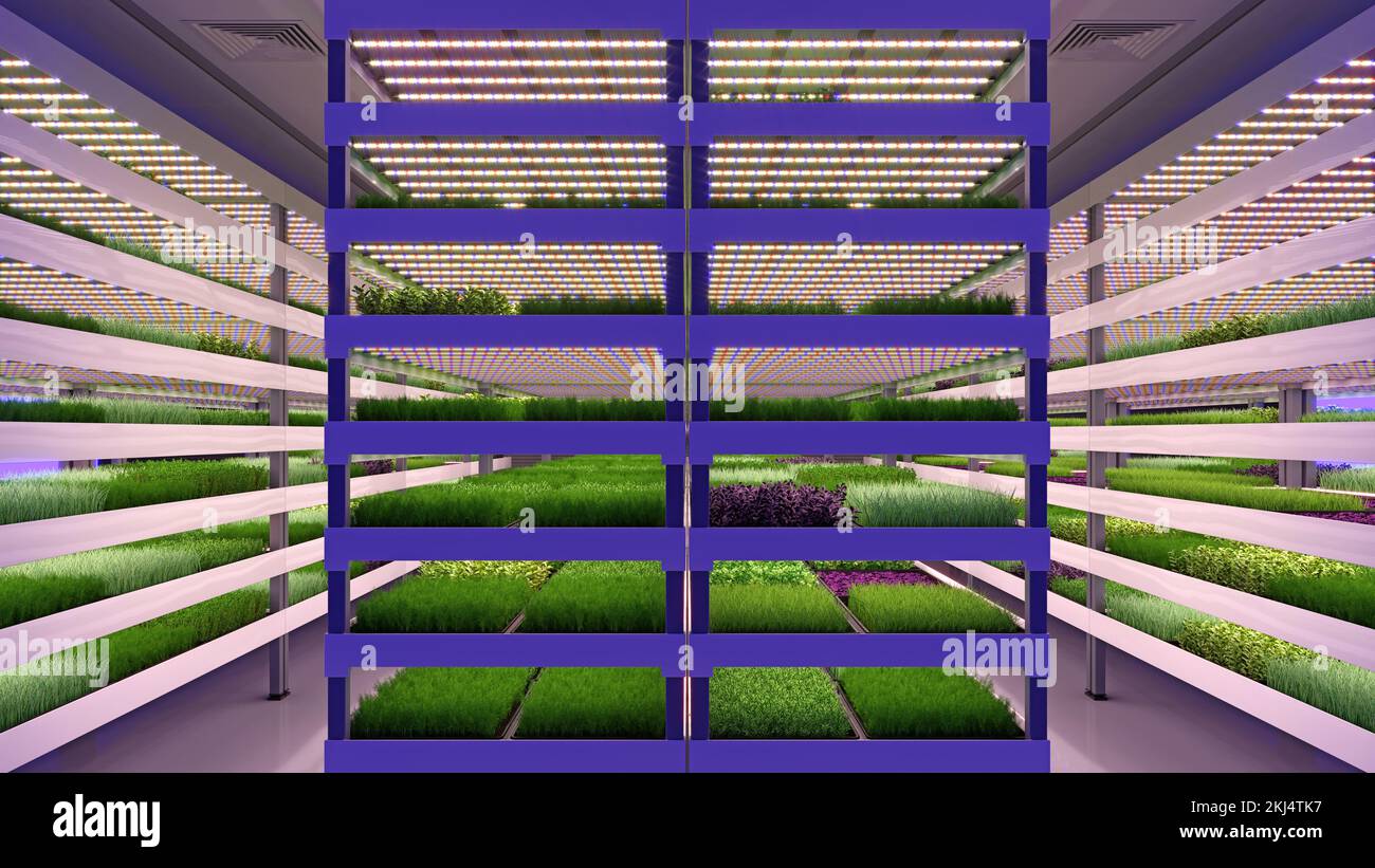 Indoor vertical farm. Hydroponic microgreens plant factory. Plants grow ...