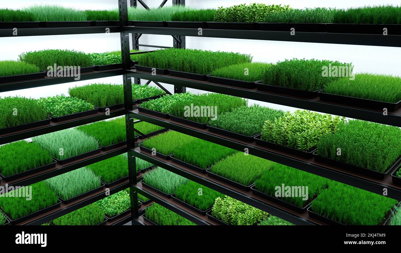 Indoor vertical farm. Spice and seasoning. Parsley, dill, basil, onion ...