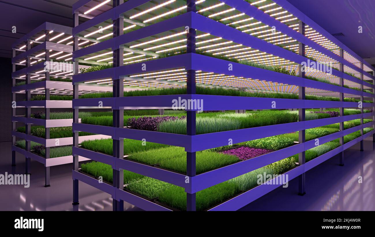 Indoor vertical farm. Hydroponic microgreens plant factory. Plants grow ...