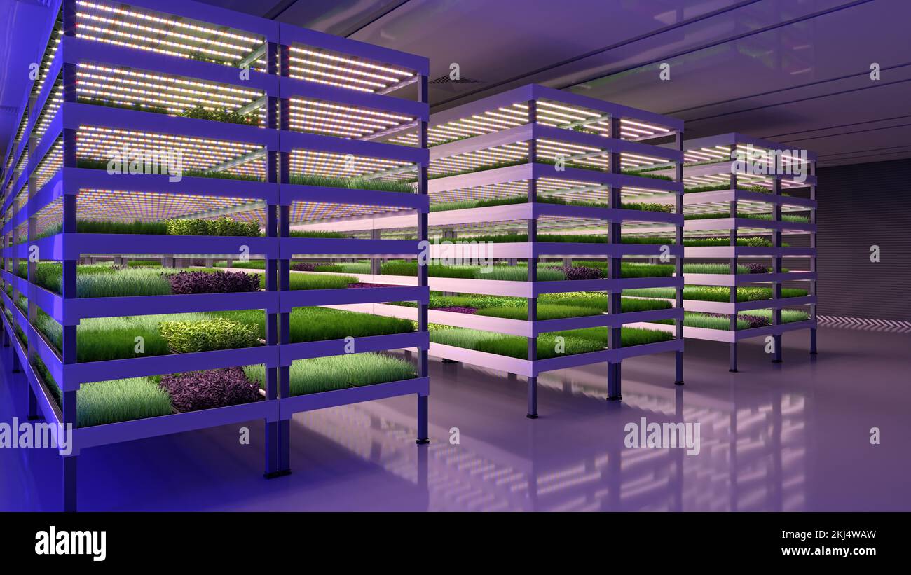 Indoor vertical farm. Hydroponic microgreens plant factory. Plants grow ...