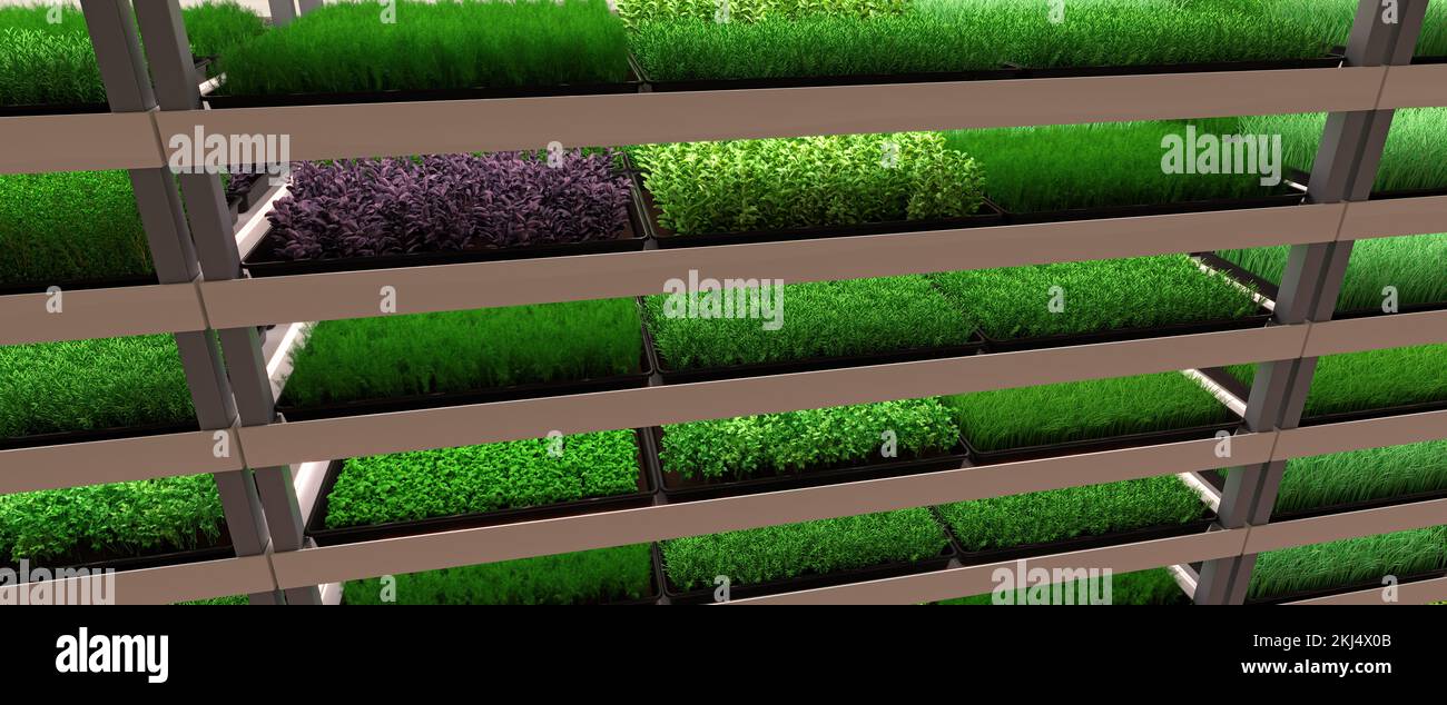 Indoor vertical farm. Spice and seasoning. Parsley, dill, basil, onion ...