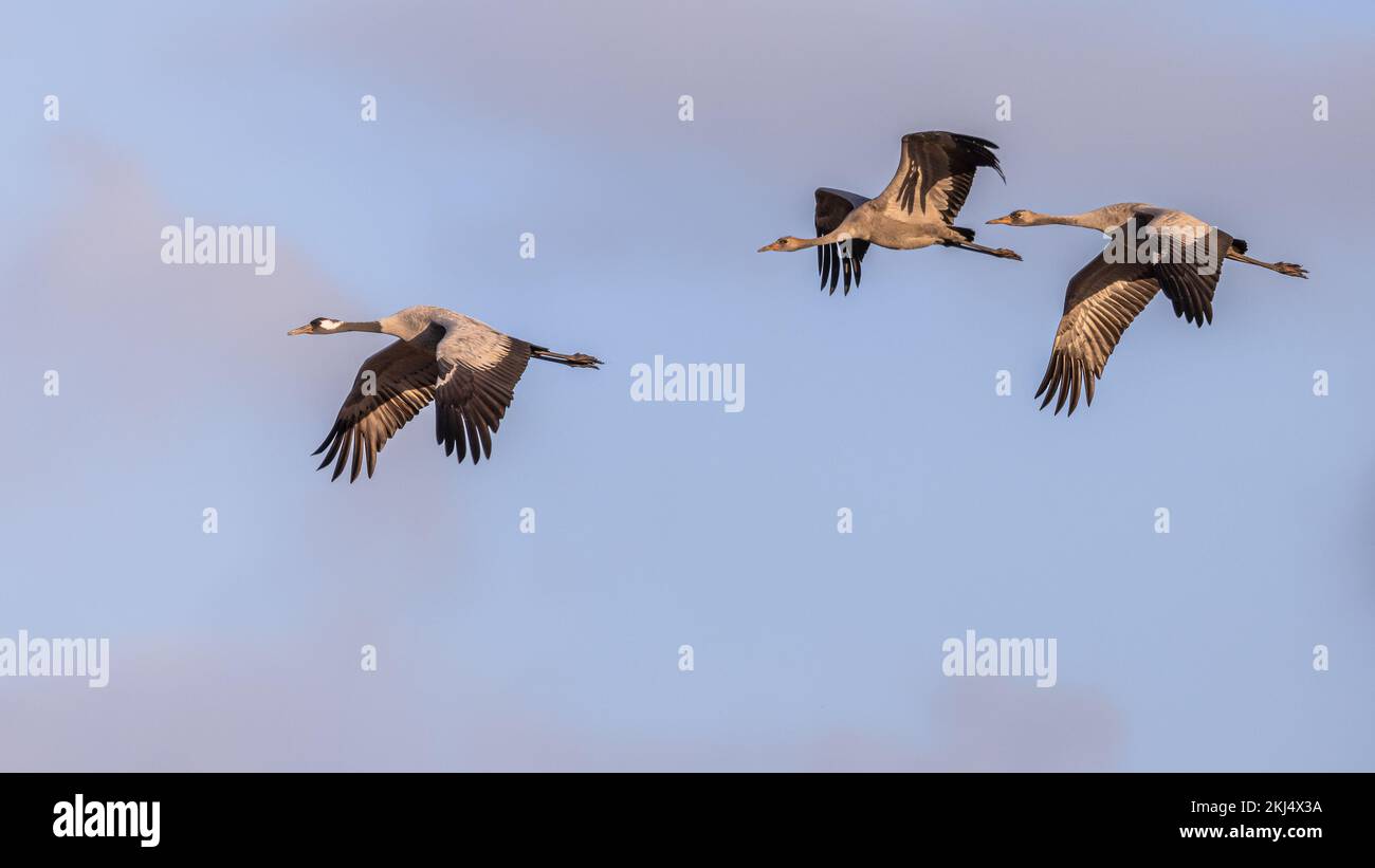 Crane birds (Grus grus) adult bird with two juveniles flying on migration. Birds in flight ...