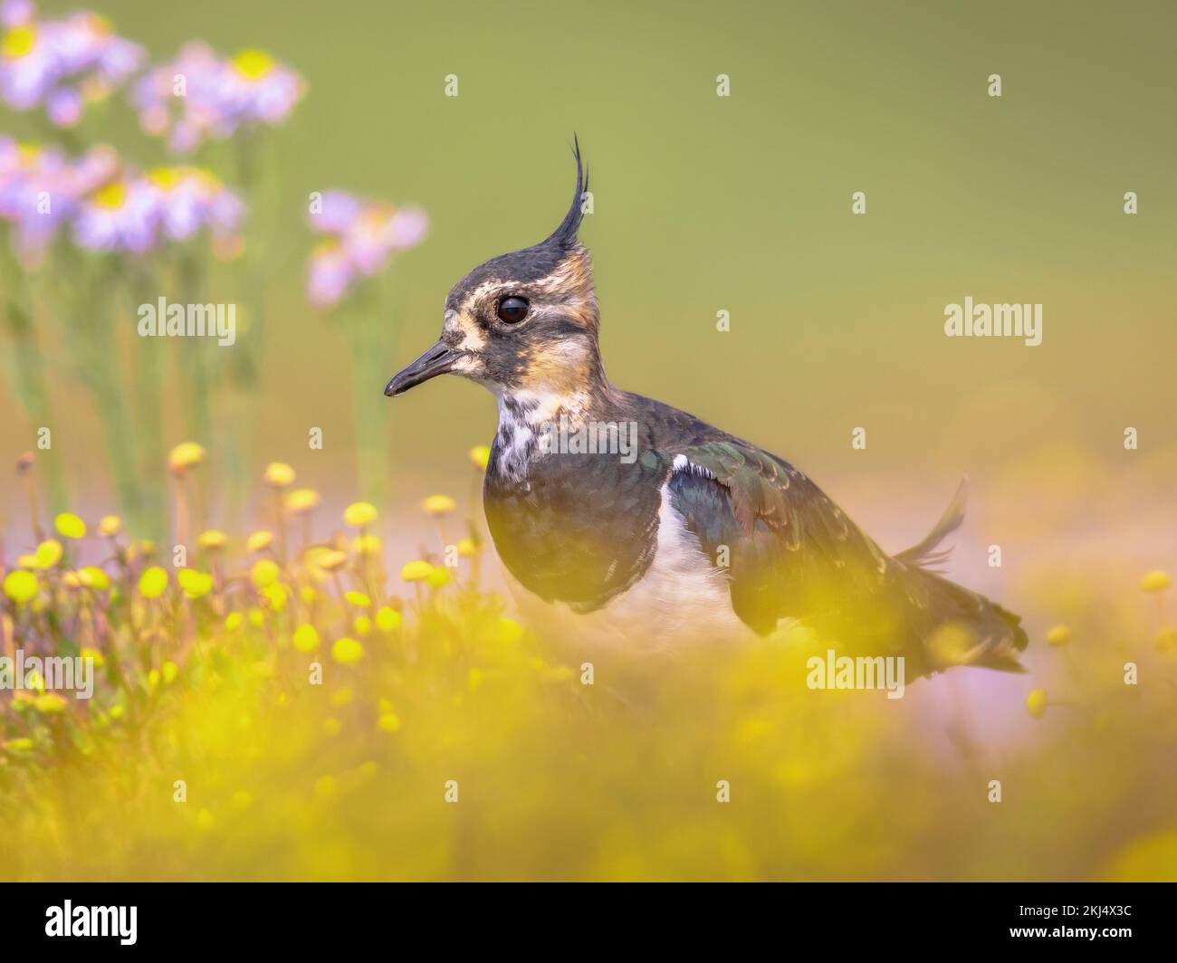 Female Northern lapwing (Vanellus vanellus) hiding in yellow flowers in ...