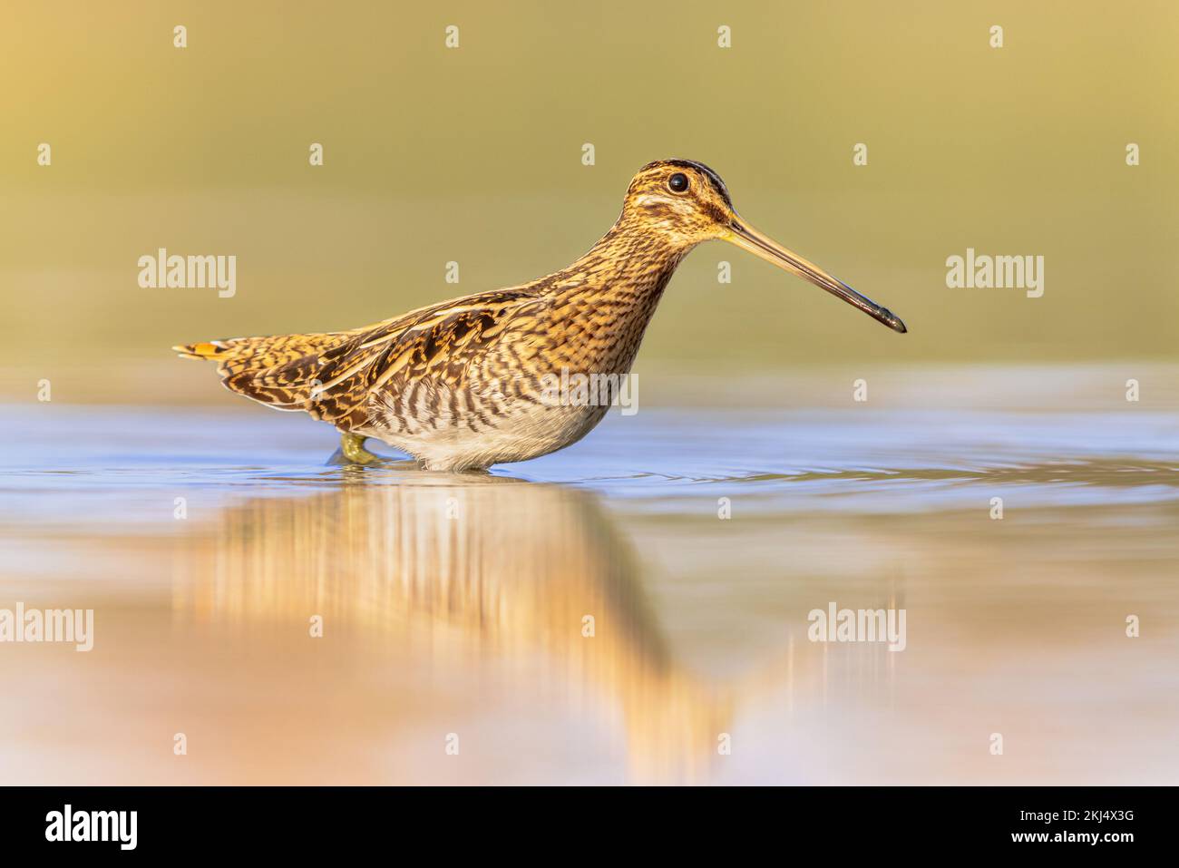 Common snipe (Gallinago gallinago) is a small, stocky wader bird native ...