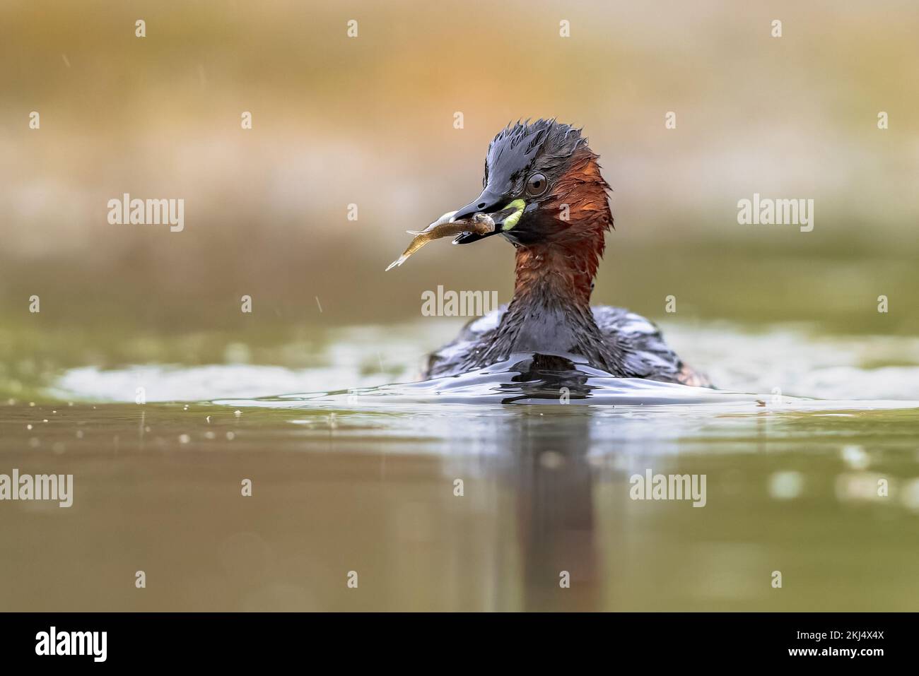 Little Grebe (Tachybaptus ruficollis) Swimming in Water catching fish ...