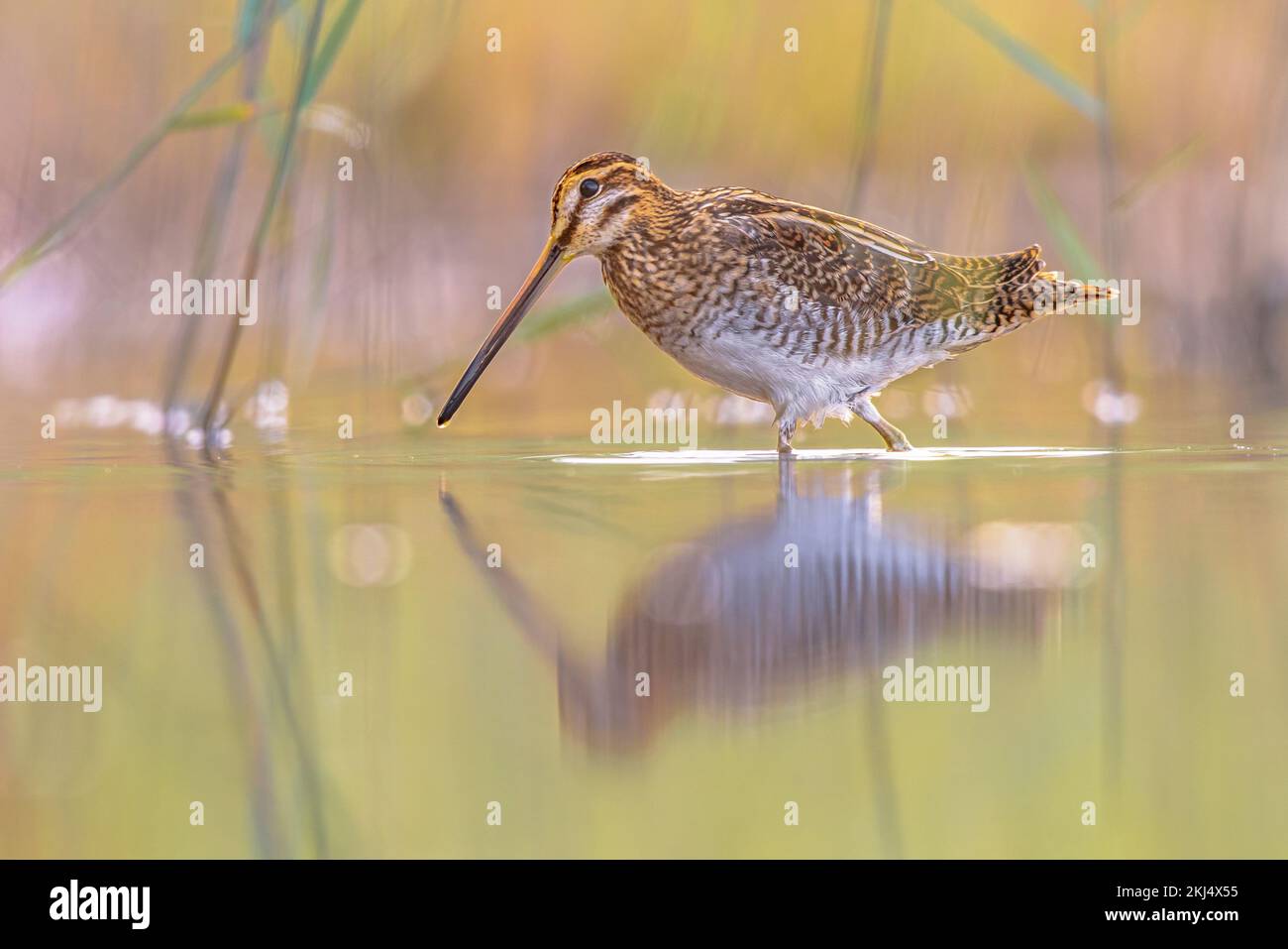 Common snipe (Gallinago gallinago) is a small, stocky wader bird native ...