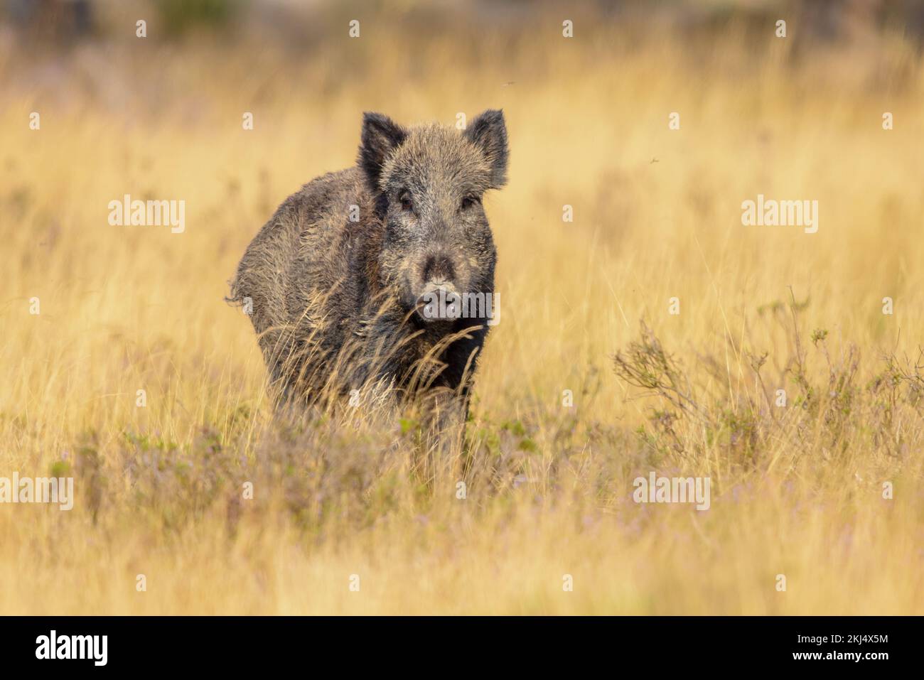 Wild boar (Sus scrofa). This animal is a suid native to much of Eurasia ...