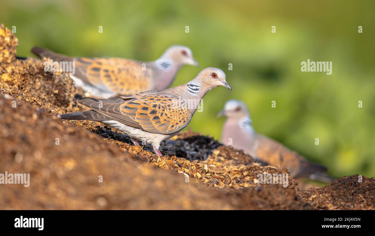 Two Turtle dove (Streptopelia turtur) perched on ground with blurred ...