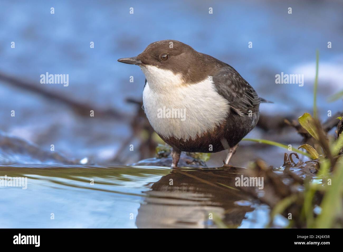 White-throated dipper (cinclus cinclus) aquatic bird foraging in fast ...