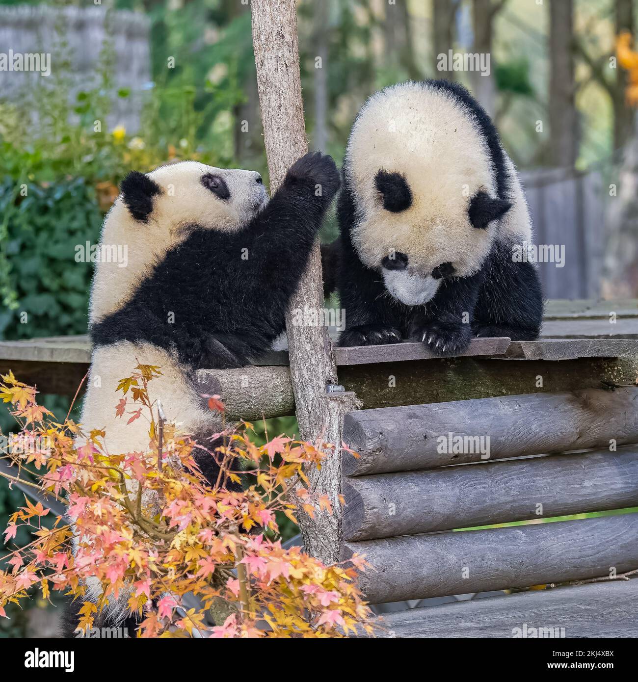 Giant pandas, bear pandas, two babies playing together outdoors Stock ...