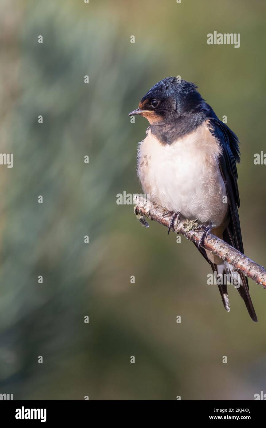 Beautiful barn swallow on hi-res stock photography and images - Alamy