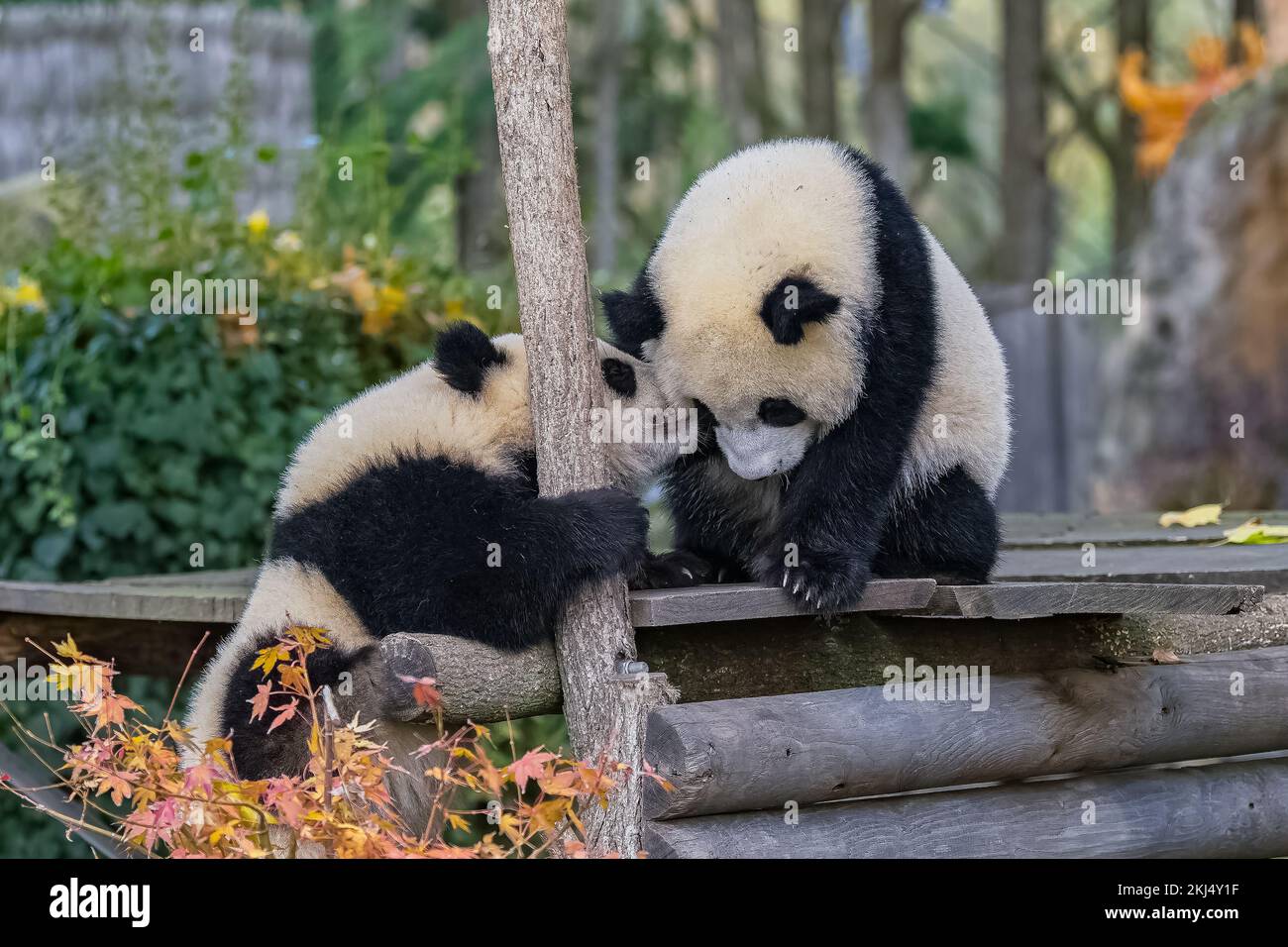 Giant pandas, bear pandas, two babies playing together outdoors Stock ...
