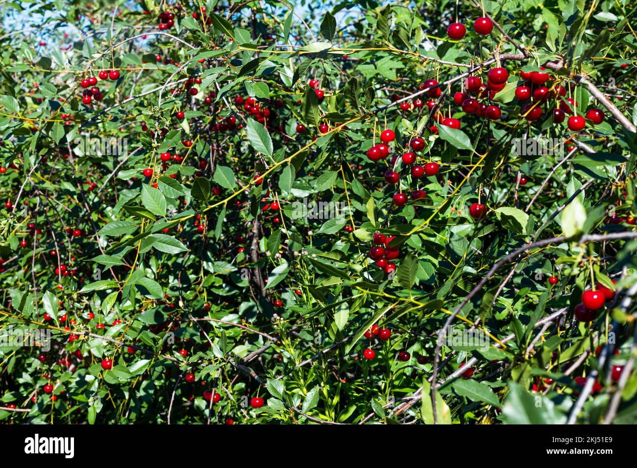 ripe dark red cherries hanging on a branch of a cherry tree with a ...
