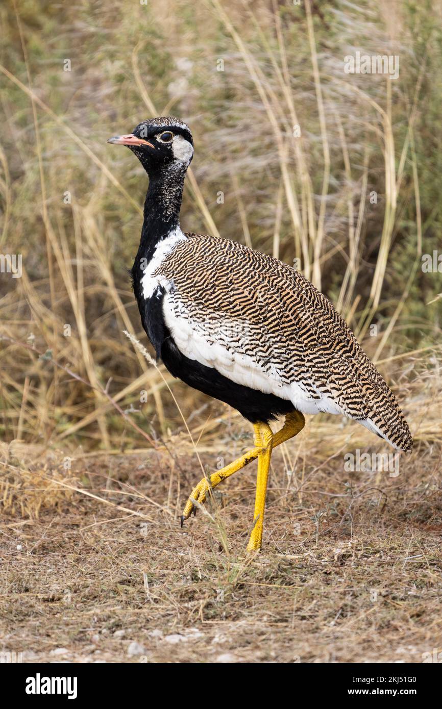 Fullbody photo of a male Black Korhaan photographed in the Kgalagadi ...