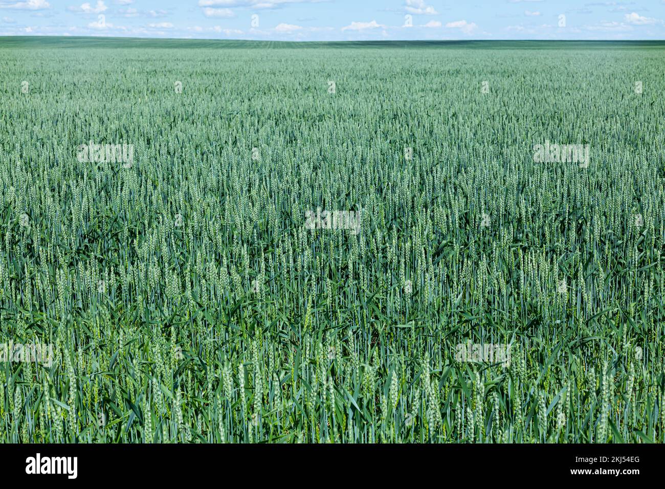 A green field with young wheat shoots against a beautiful blue sky with ...