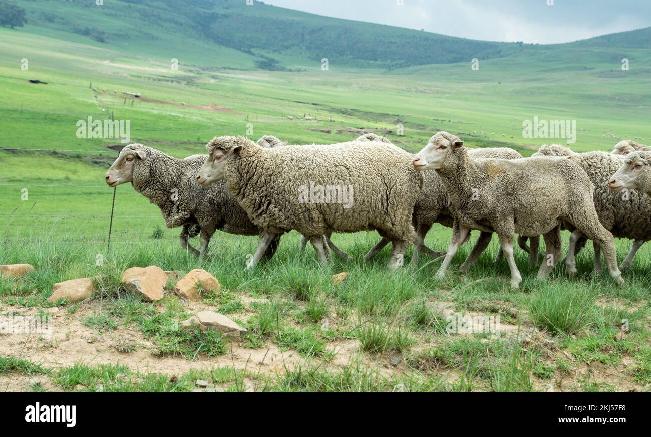 Sheep sideview running over a green field Stock Photo - Alamy