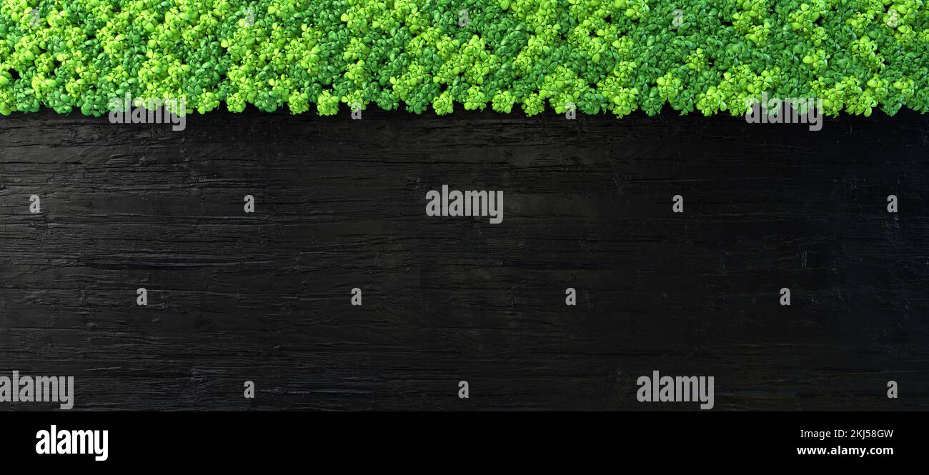 Set of boxes with microgreen sprouts of parsley, dill, basil, onion ...