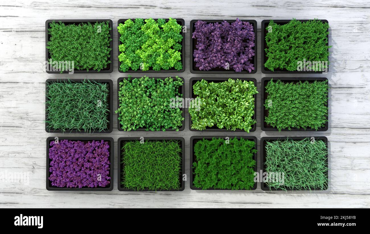 Set of boxes with microgreen sprouts of parsley, dill, basil, onion ...