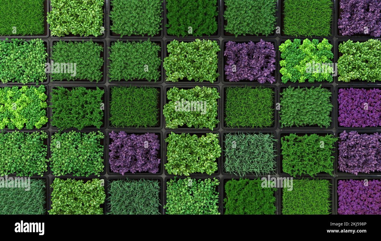 Set of boxes with microgreen sprouts of parsley, dill, basil, onion ...