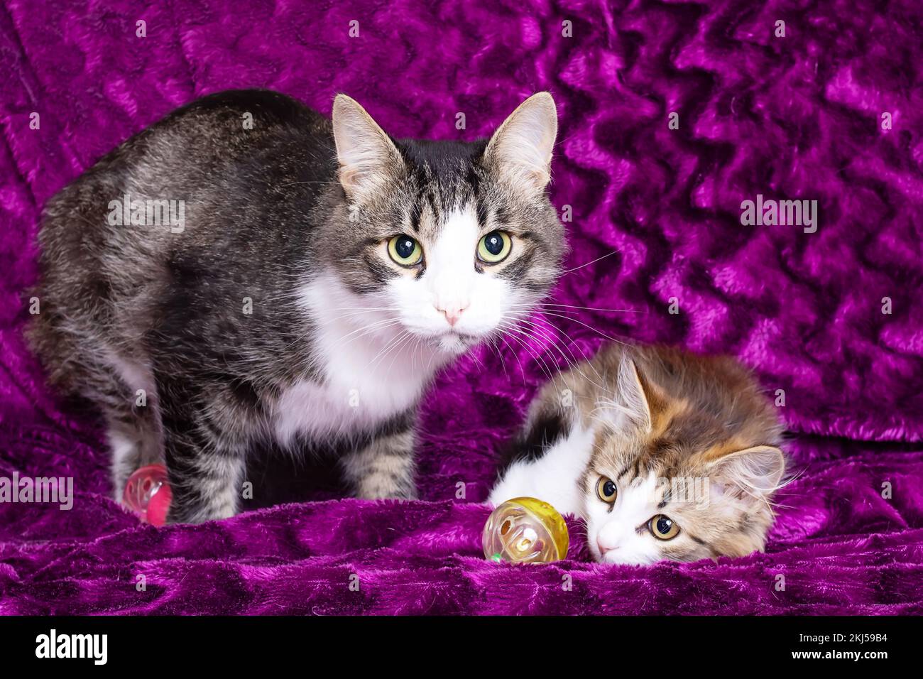 Mom cat and kitten at home close up, pets Stock Photo - Alamy