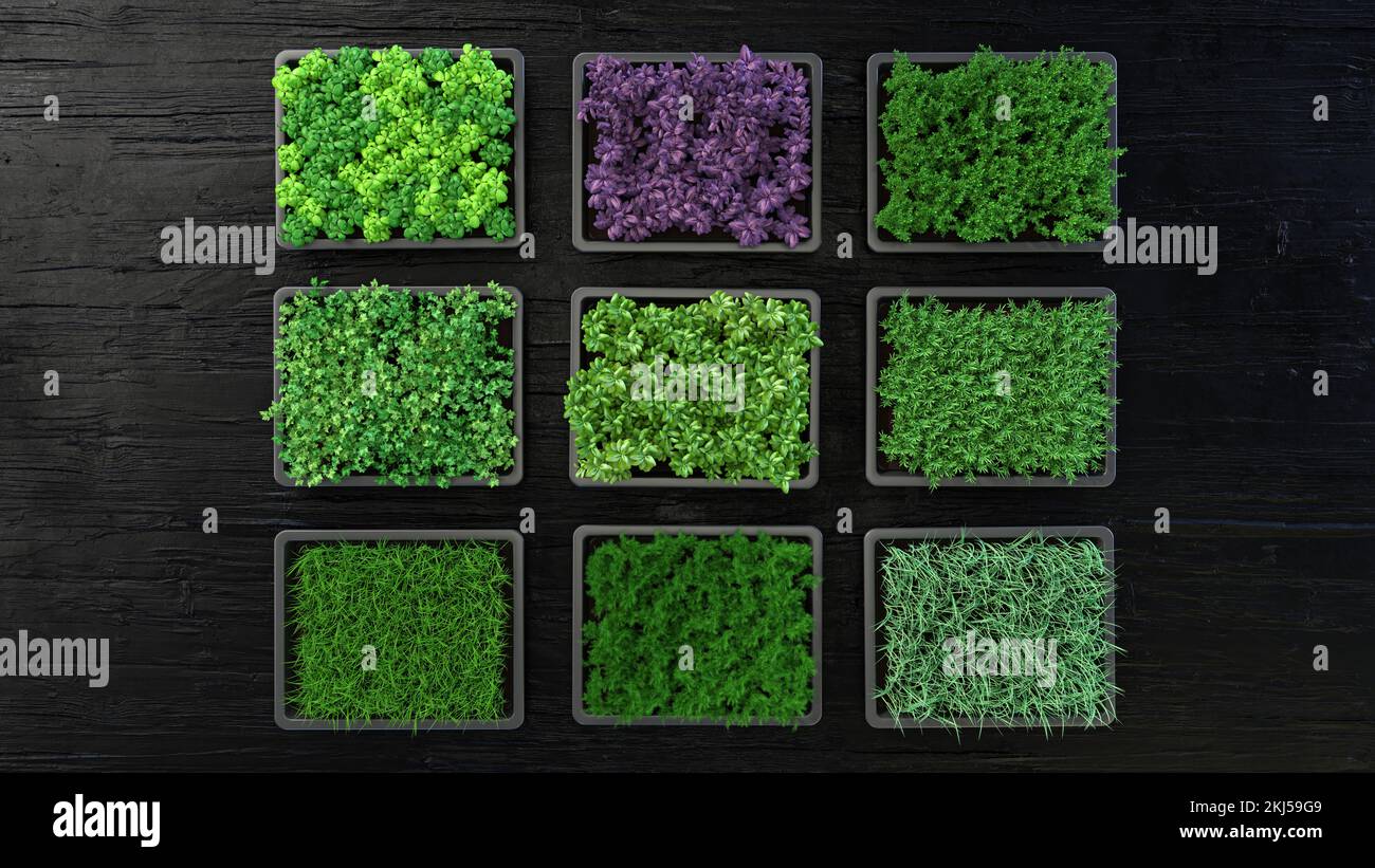 Set of boxes with microgreen sprouts of parsley, dill, basil, onion ...