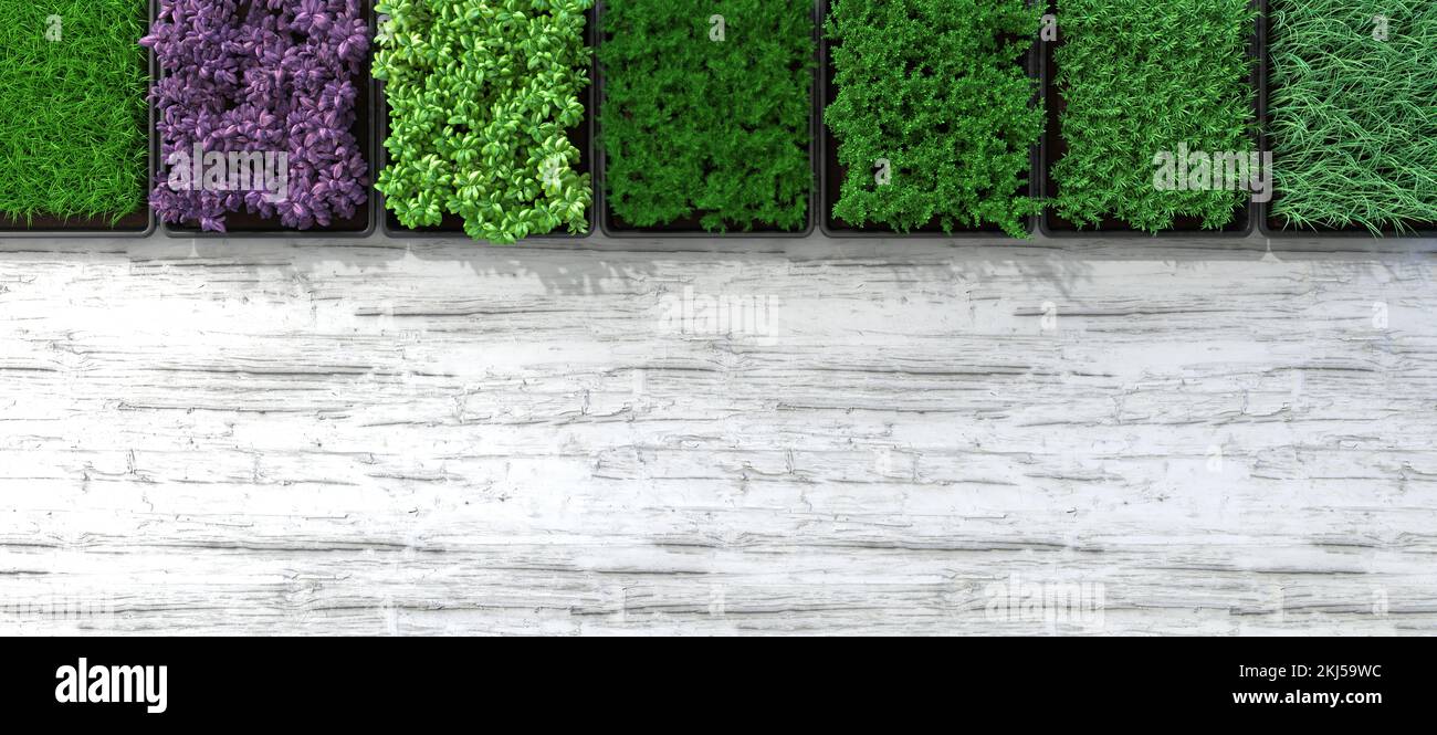 Set of boxes with microgreen sprouts of parsley, dill, basil, onion ...