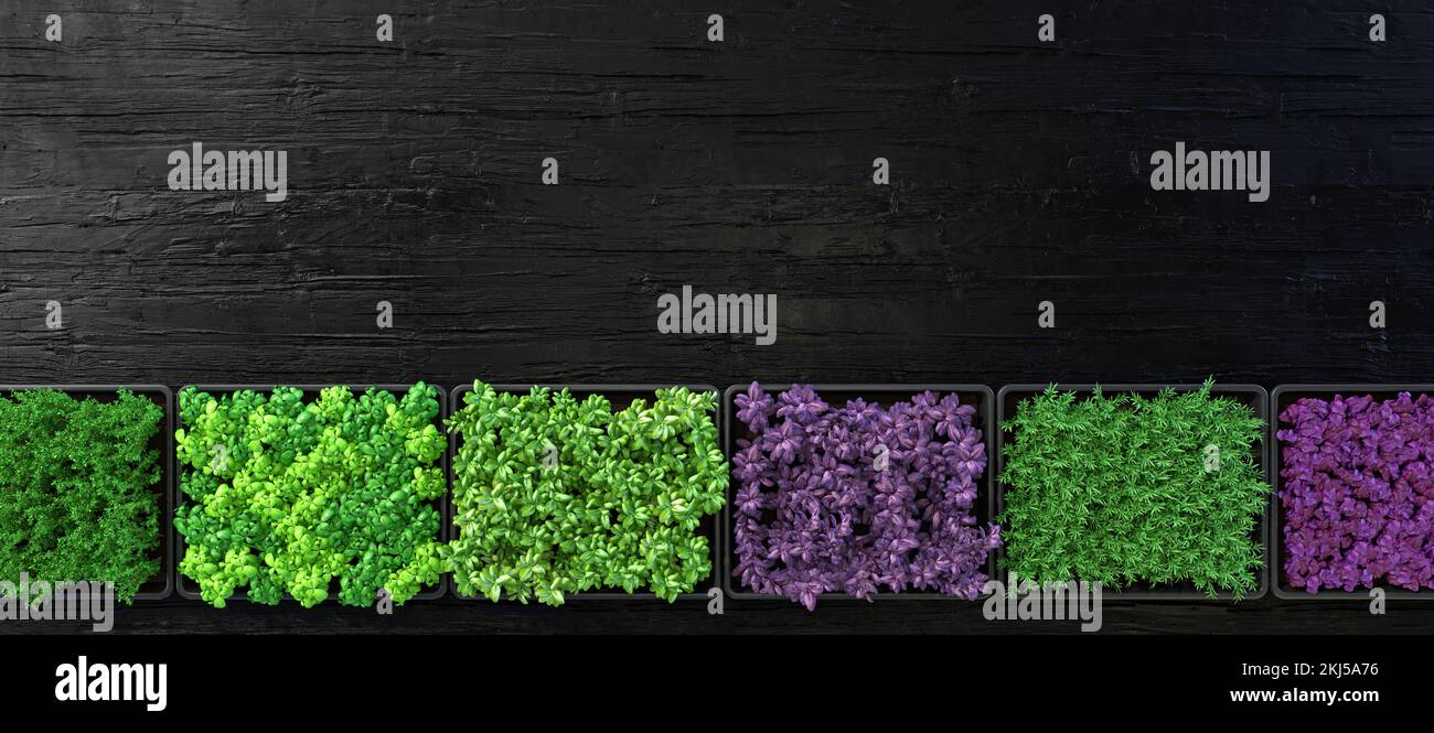 Set of boxes with microgreen sprouts of parsley, dill, basil, onion ...