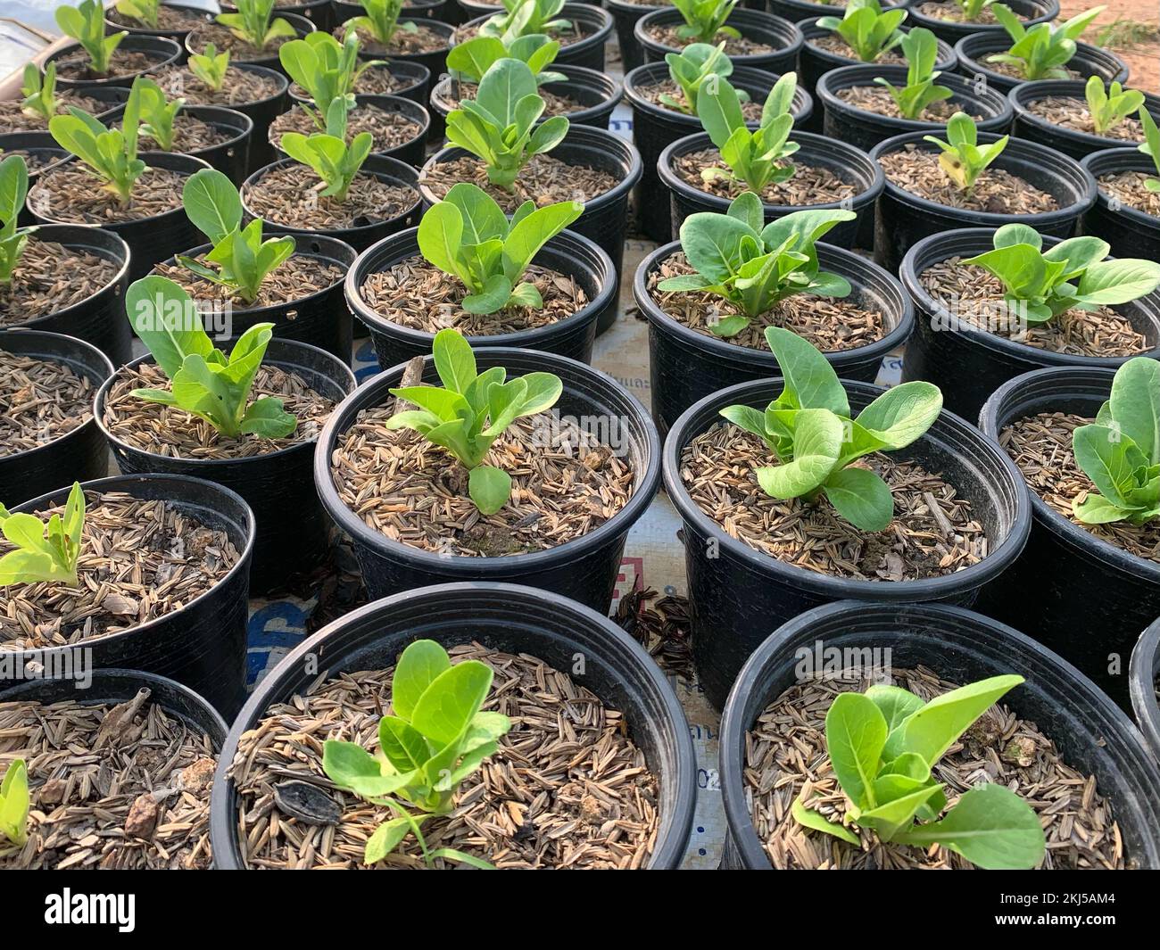 Green salad, vegetables, plants growing in pots Stock Photo - Alamy
