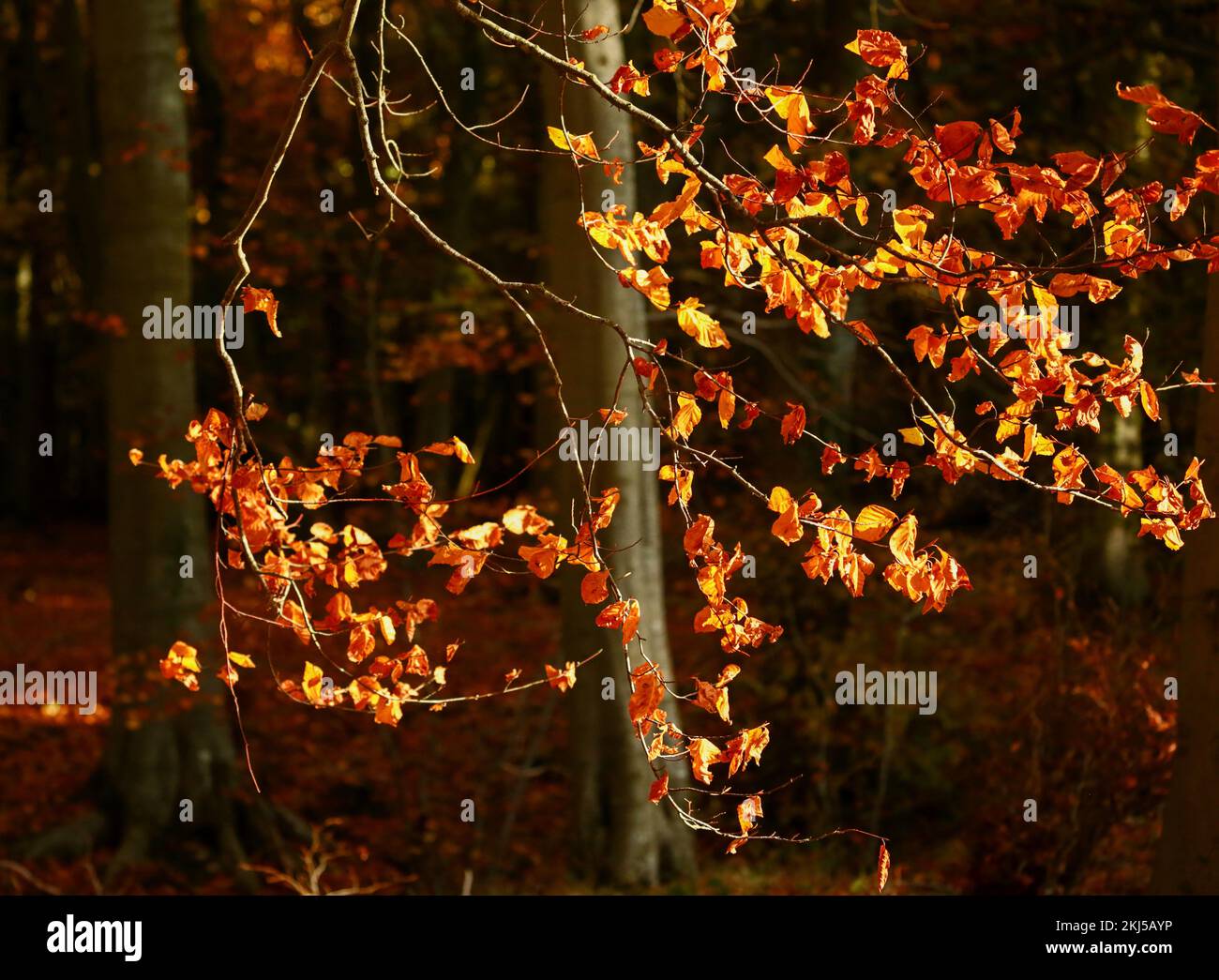 Sunlit Beech leaves and trees Beech Woodland Stock Photo - Alamy