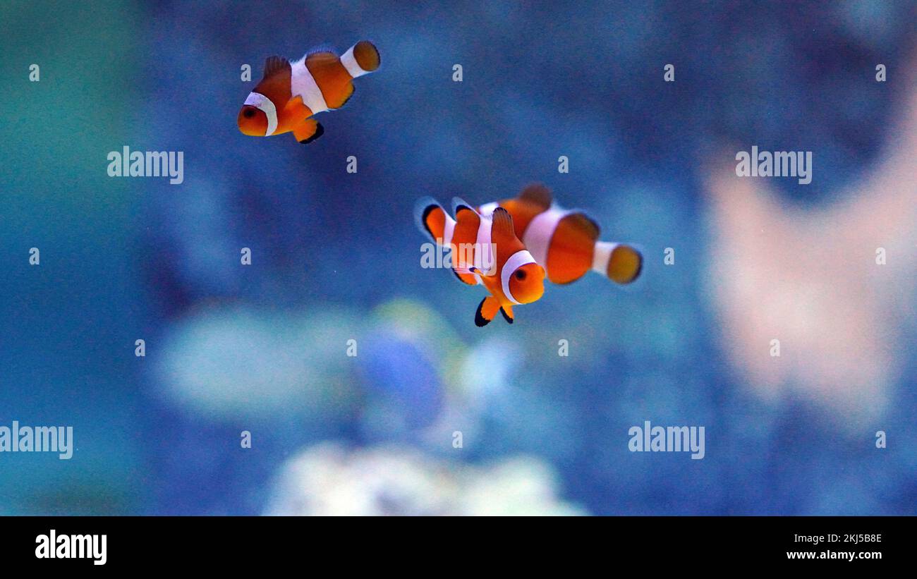 The close-up view of Orange clownfishes swimming in the blue water ...
