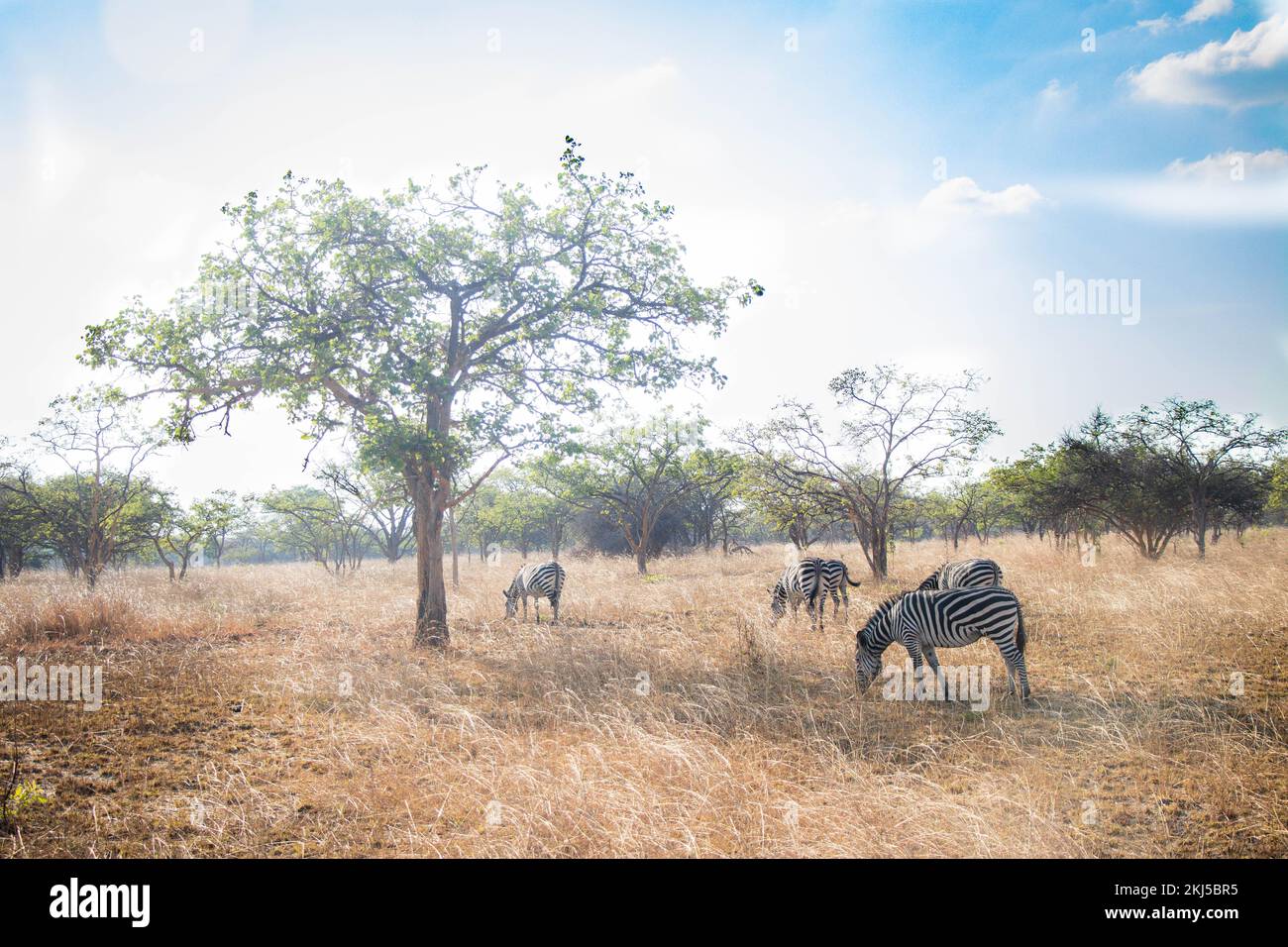 Zebra Wildlife of Zambia Africa in Chaminuka National Park Stock Photo ...
