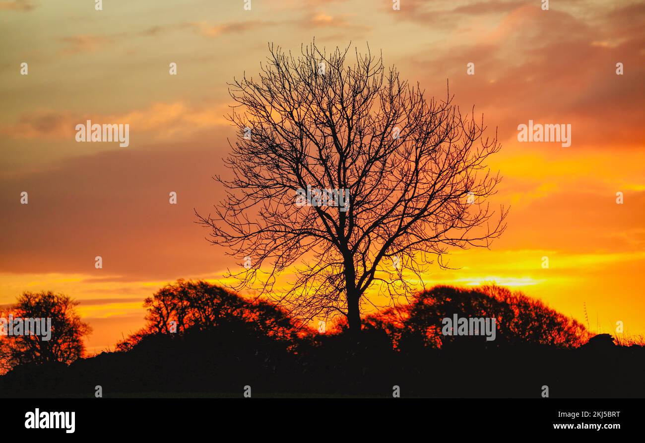 tree silhouette and sunrise Stock Photo - Alamy