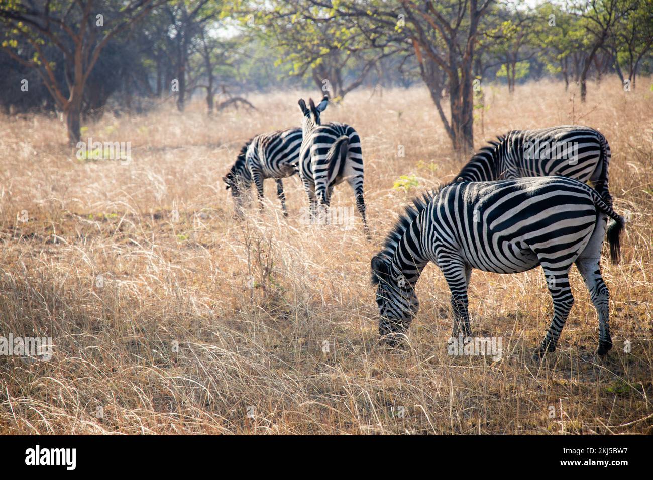 Zebra Wildlife of Zambia Africa in Chaminuka National Park Stock Photo ...