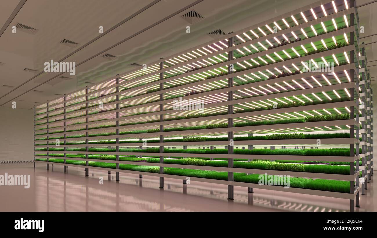 Indoor vertical farm. Hydroponic microgreens plant factory. Plants grow ...