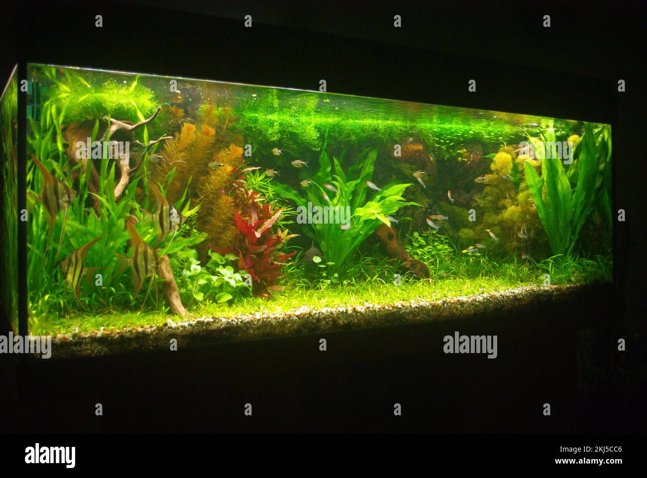 Tropical freshwater planted aquarium Stock Photo - Alamy