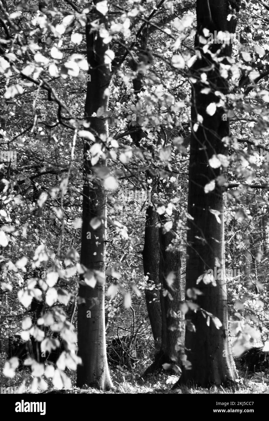 Wind blown leaves Black and White Stock Photos & Images - Alamy