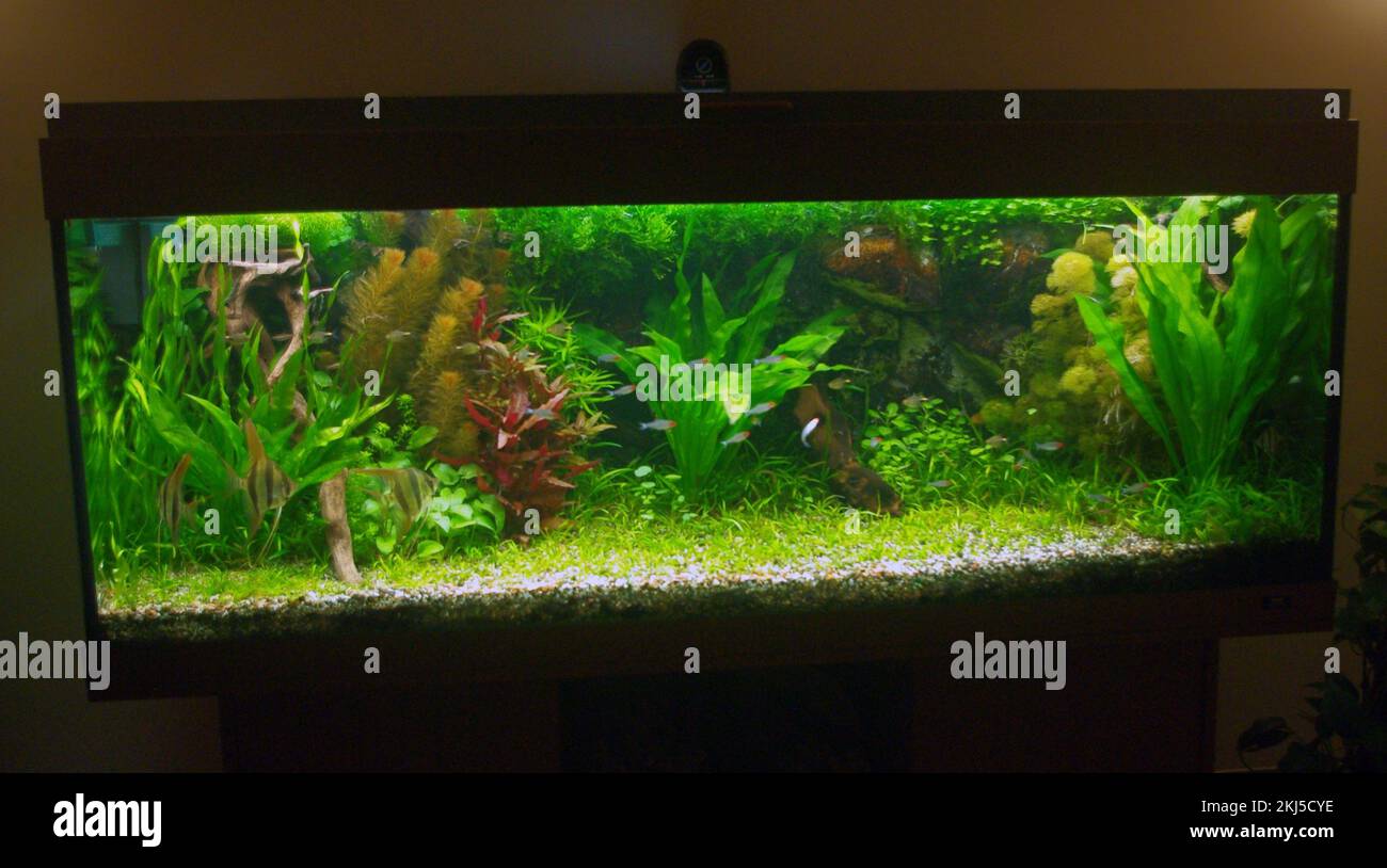 Tropical freshwater planted aquarium Stock Photo - Alamy