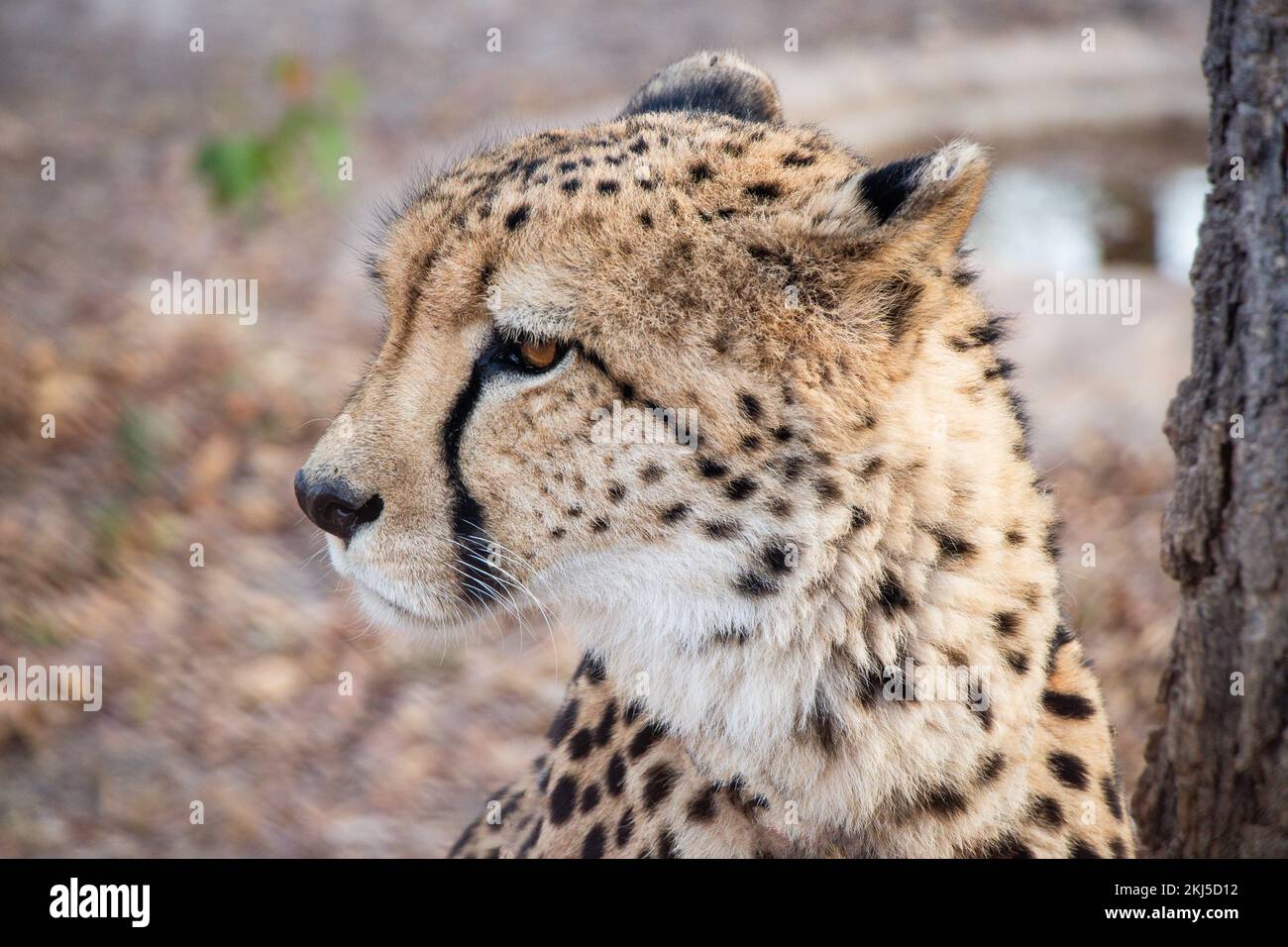 Chaminuka national park hi-res stock photography and images - Alamy