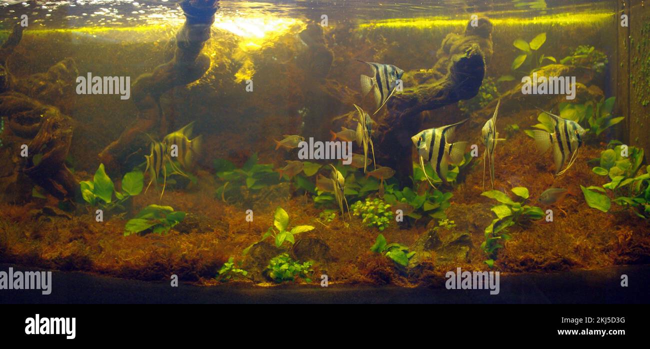 Angel fish (Pterophyllum scalare) in a biotope aquarium Stock Photo - Alamy