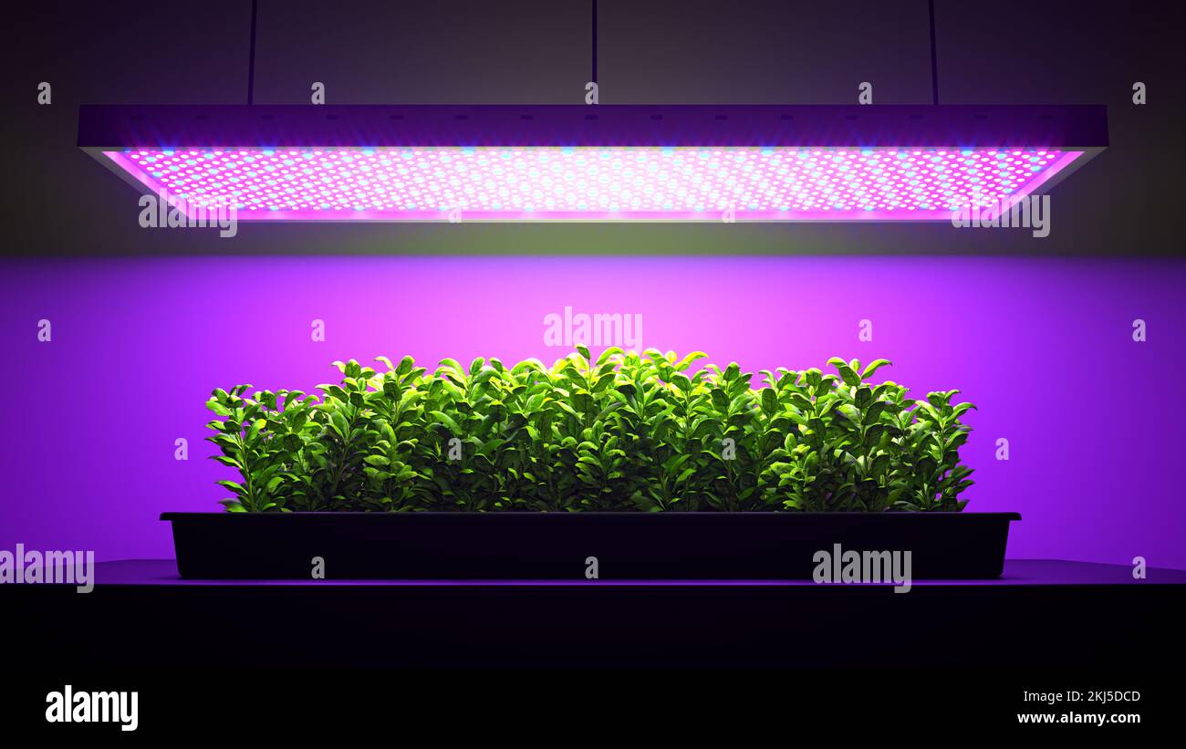 Green basil plant under LED grow light. 3d illustration Stock Photo - Alamy