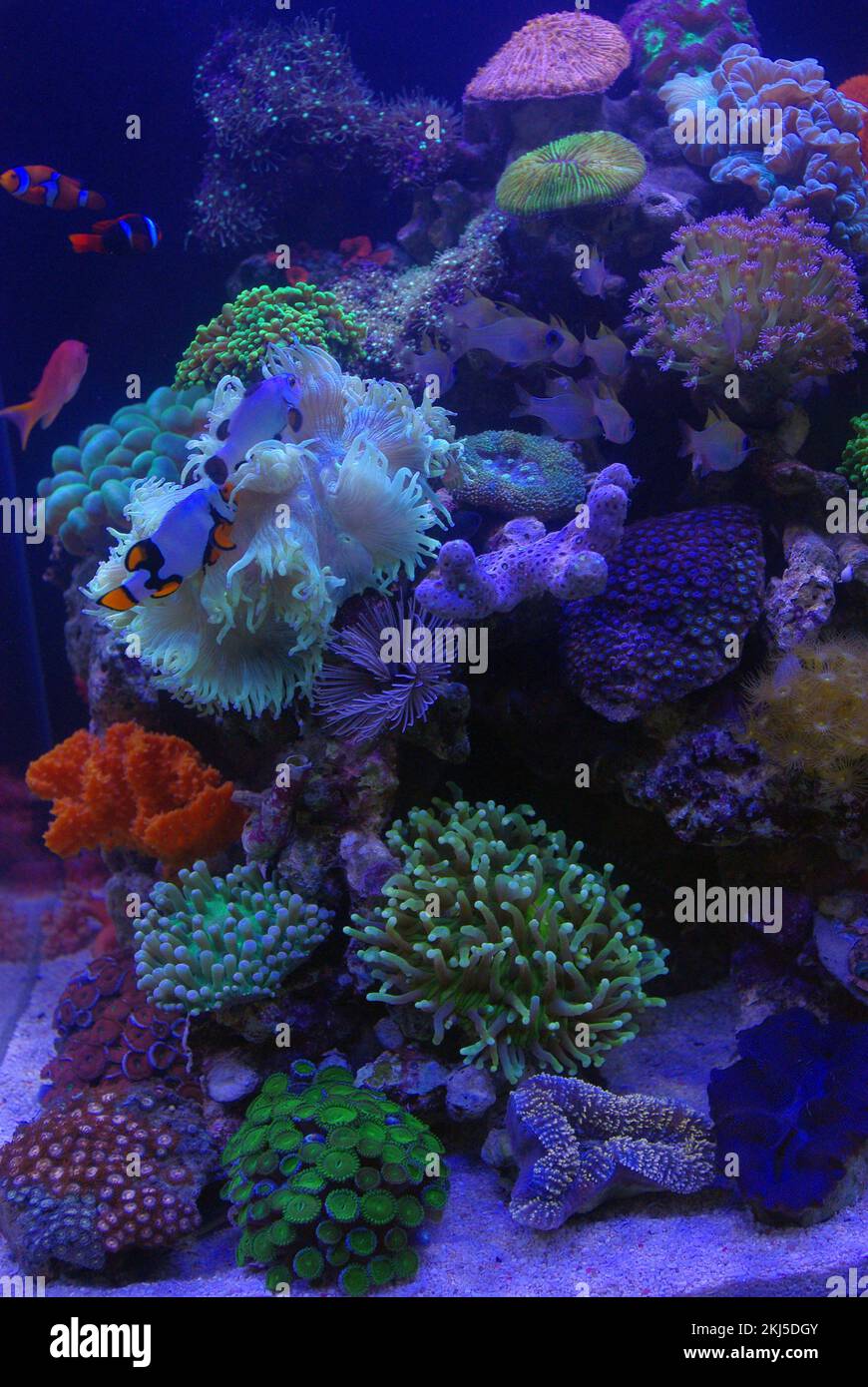 Tropical reef marine aquarium with soft and stony corals, sponges and ...