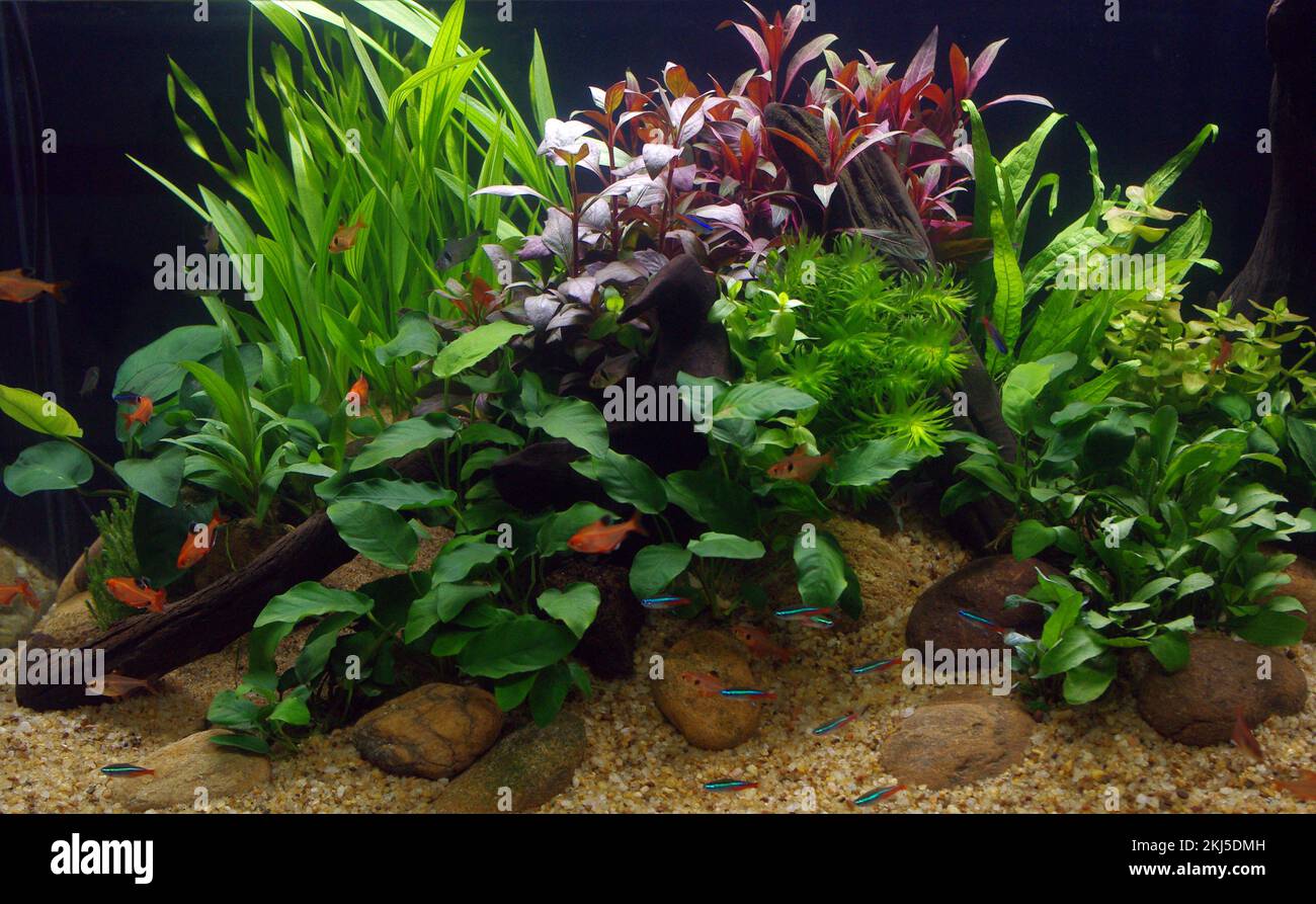 Tropical freshwater planted aquarium Stock Photo - Alamy