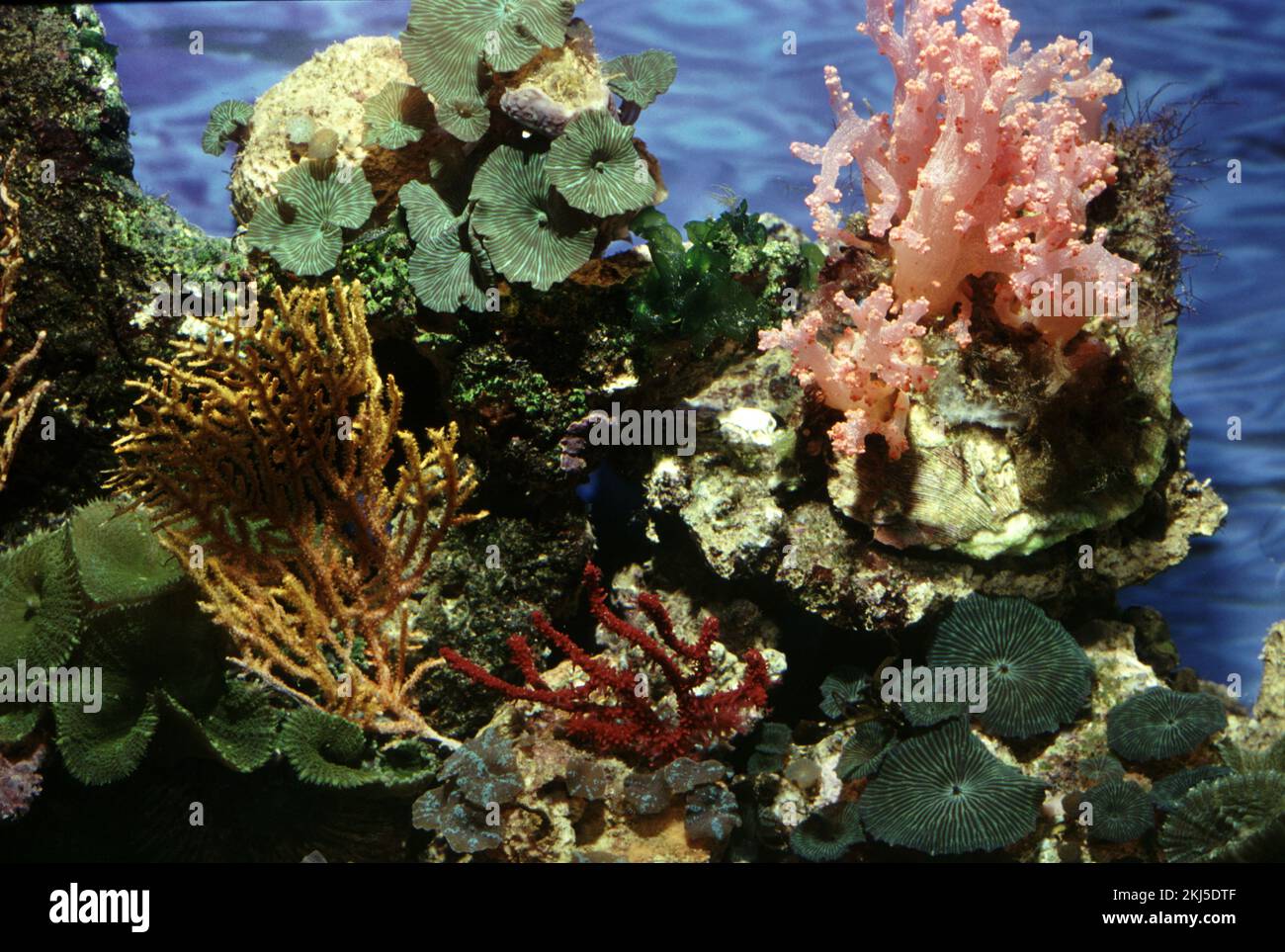 Tropical reef marine aquarium with soft and stony corals, sponges and ...