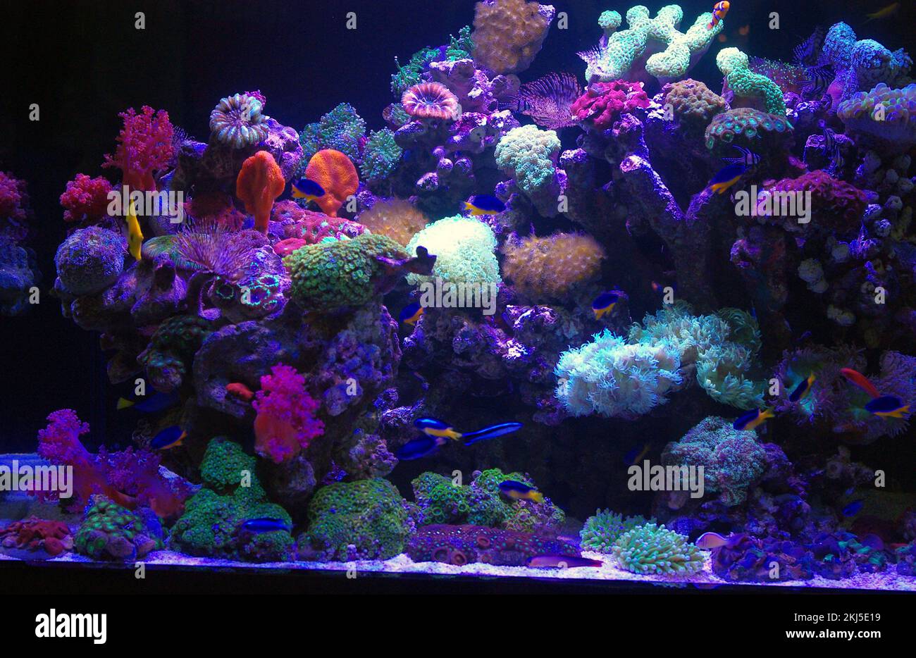 Tropical reef marine aquarium with soft and stony corals, sponges and ...
