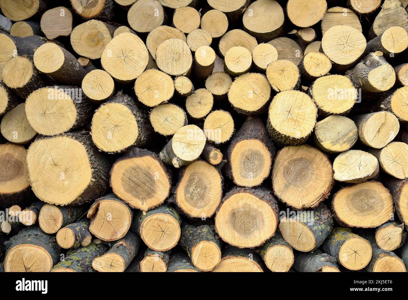 Sawn wood is stacked in woodpile. Wall of old wooden logs with cracked ...