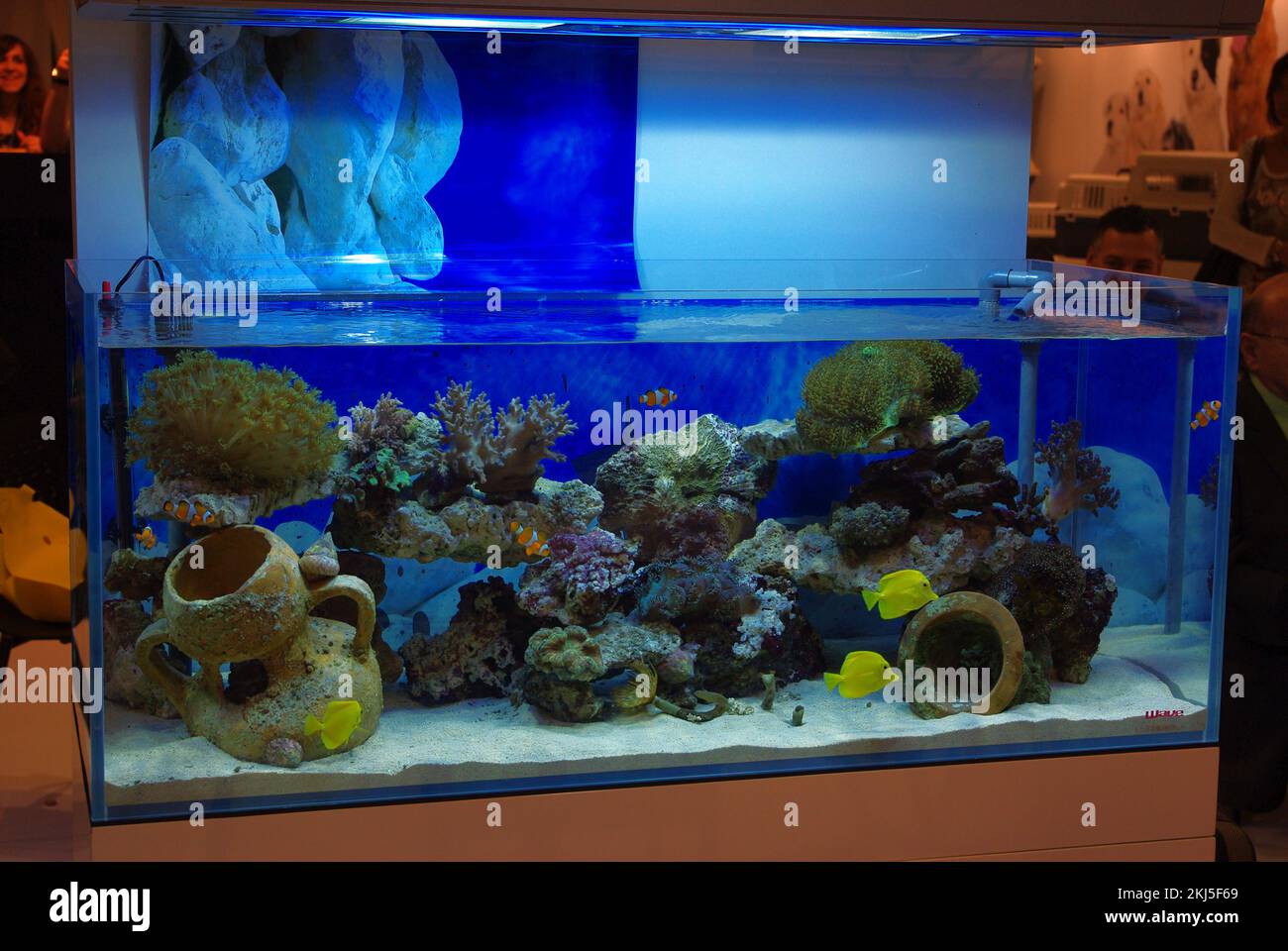 Tropical reef marine aquarium with soft and stony corals, sponges and ...