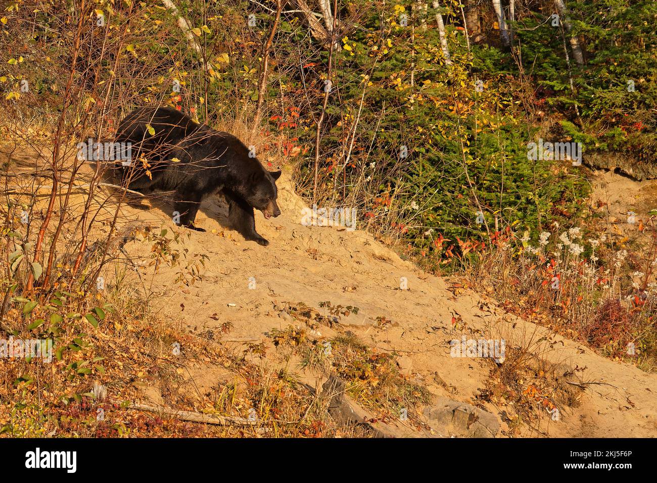 An american black bear (Ursus americanus), also called a baribal, in ...